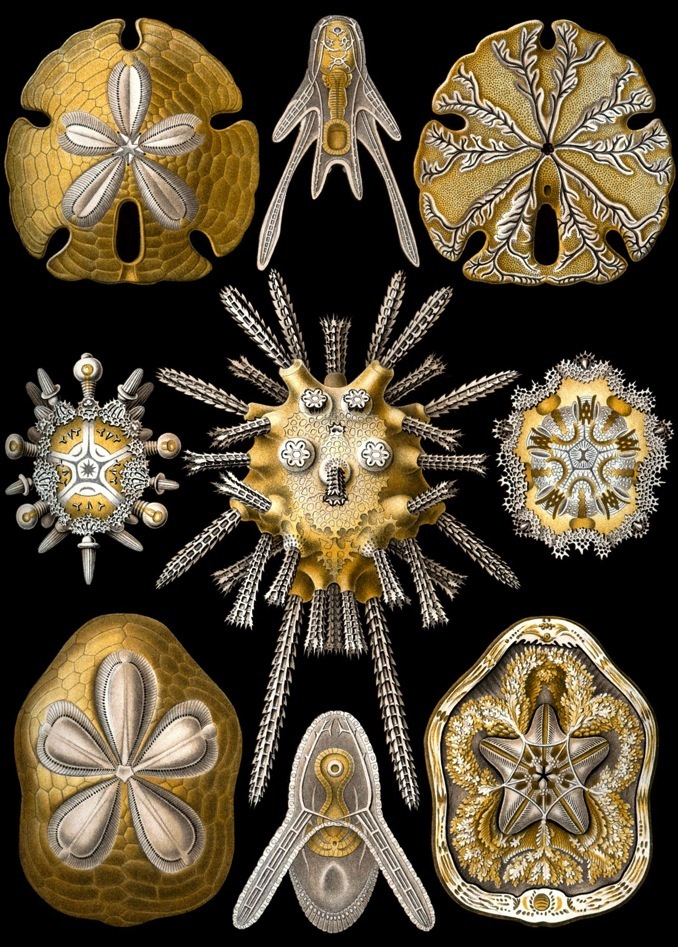 Echinodermes